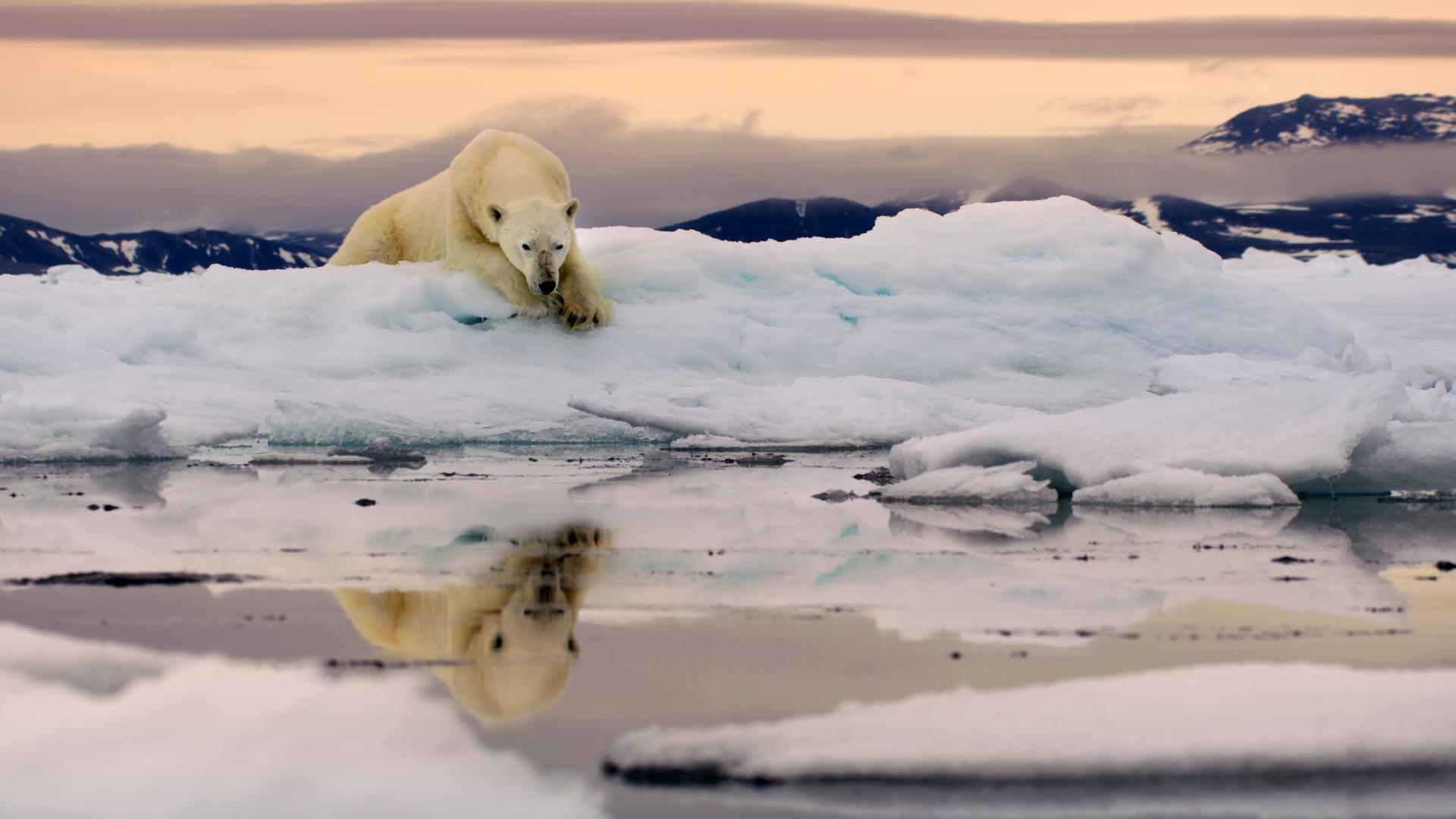 BBC Earth HD - online na żywo. CDA TV